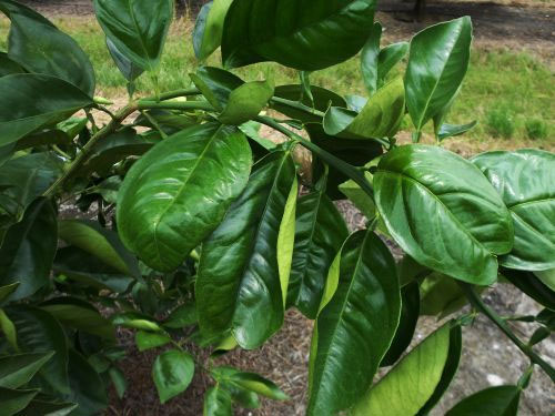 Nutrient deficiencies in citrus fruits - گروه تولیدی و بازرگانی کسائیان ...